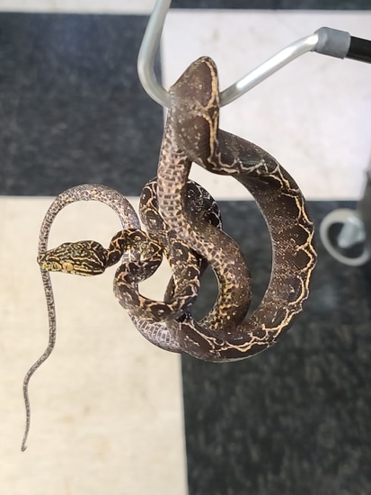 Halloween Amazon Tree Boa by Reptile Pets Direct