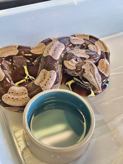 Guyana Boa True Red-Tailed Boa Constrictor by Reptile Pets Direct
