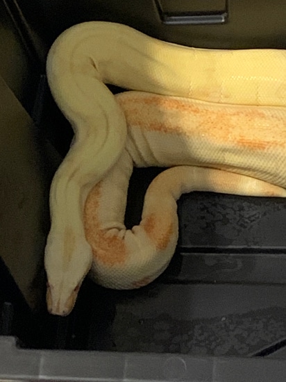 Proven Breeder Kahl Motley Female Boa Constrictor by Serpents Den & Exotics