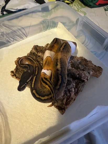 Mahogany Pumpkin Pied Ball Python by Cam's danger noodles
