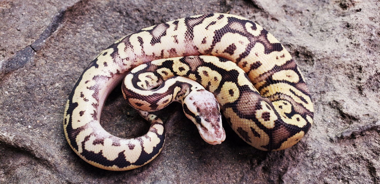 Firefly Yellowbelly Poss Het Pied Ball Python by Camo Constrictors ...