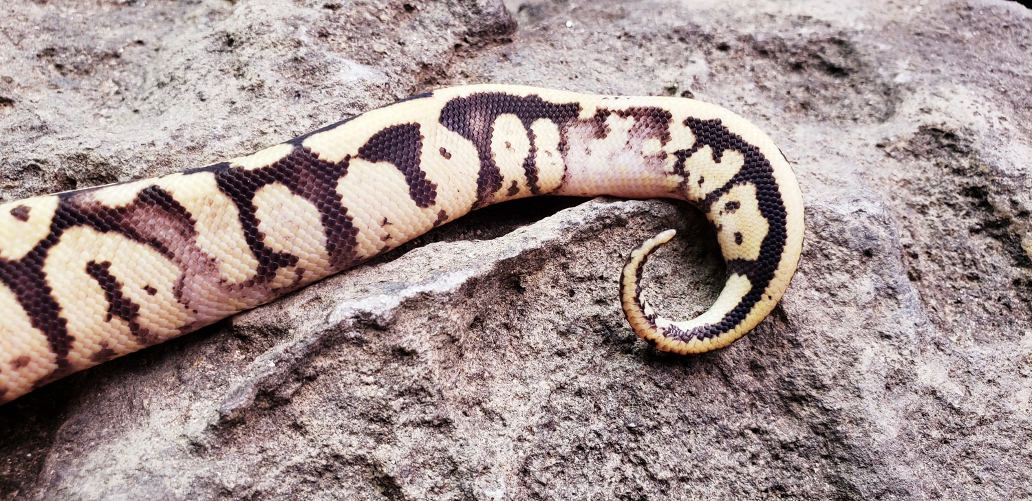 Firefly Yellowbelly Poss Het Pied Ball Python by Camo Constrictors ...