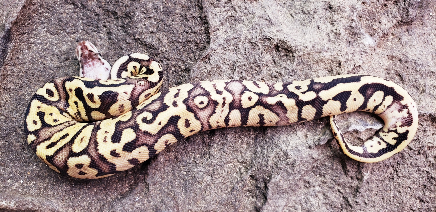 Firefly Yellowbelly Poss Het Pied Ball Python by Camo Constrictors ...