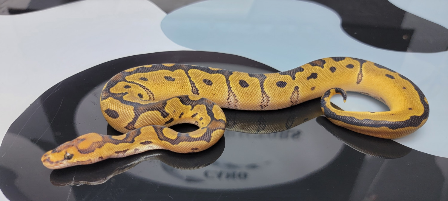 Fire Clown Ball Python by Camo Constrictors - MorphMarket