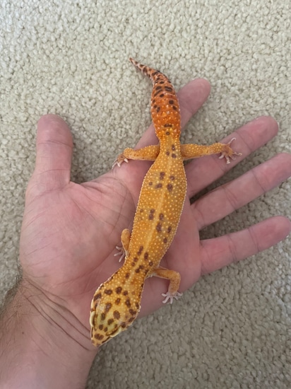 Bright Orange Female Leopard Gecko by Cam’s Geckos