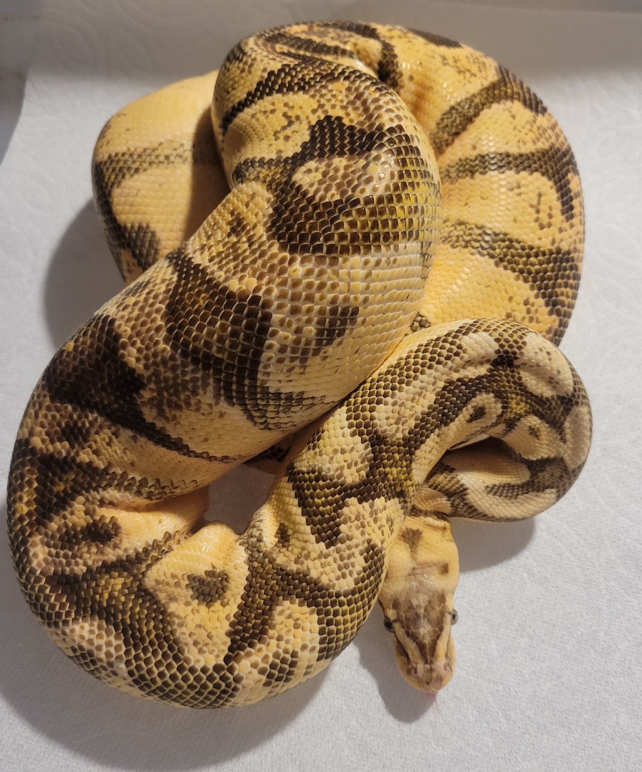 Enchi Firefly Ball Python by Bad Apple Snakes - MorphMarket