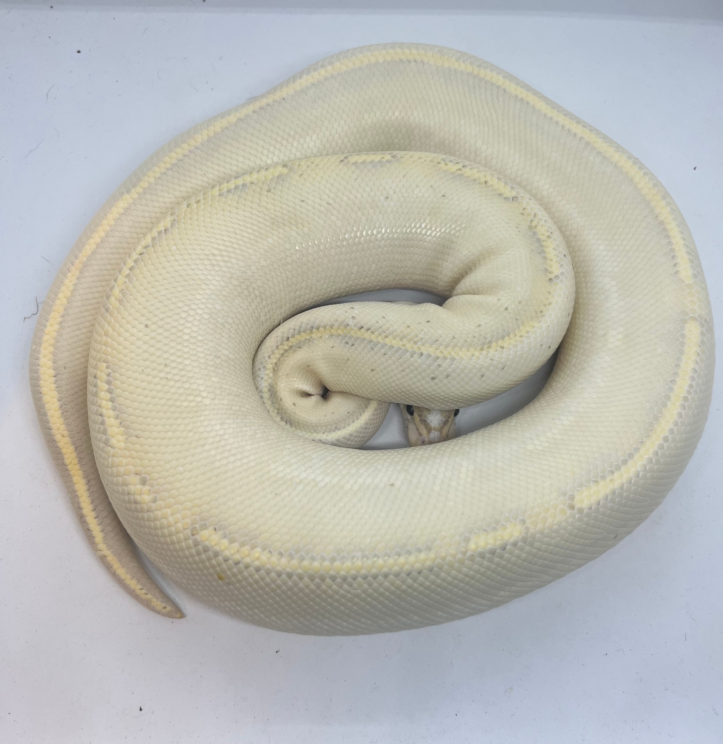 Bad Apple Snakes's Collection - MorphMarket