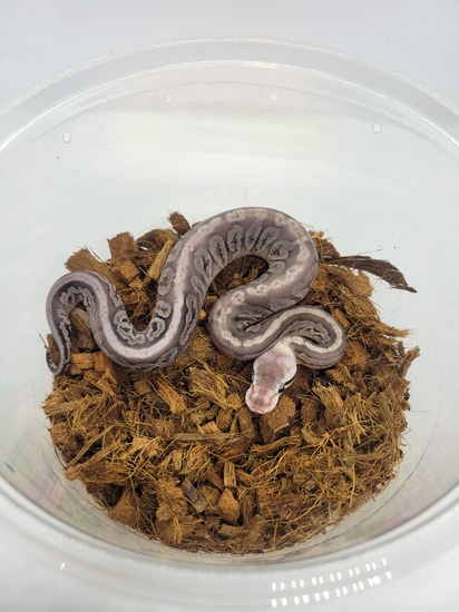 Black Pewter DH Hypo/Clown Ball Python by Bad Apple Snakes