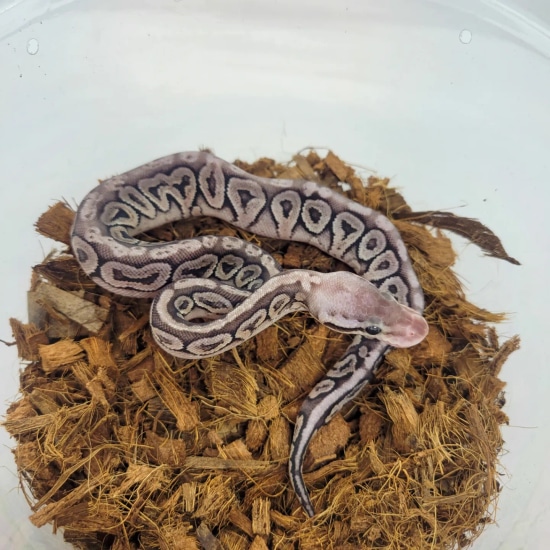 Black Pewter DH Hypo/Clown Ball Python by Bad Apple Snakes