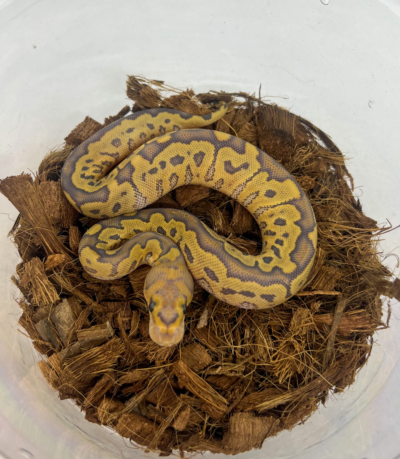 Hypo Clown Ball Python by Bad Apple Snakes - MorphMarket