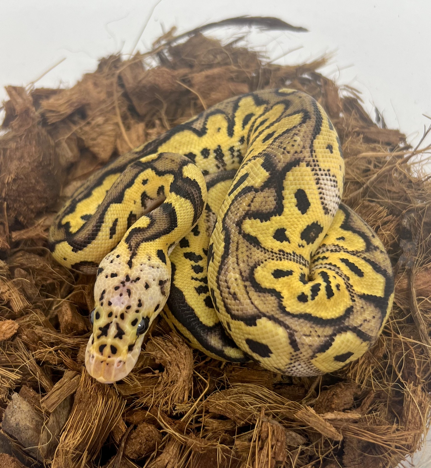 Pastel Yellow Belly Clown Ball Python by Bad Apple Snakes - MorphMarket