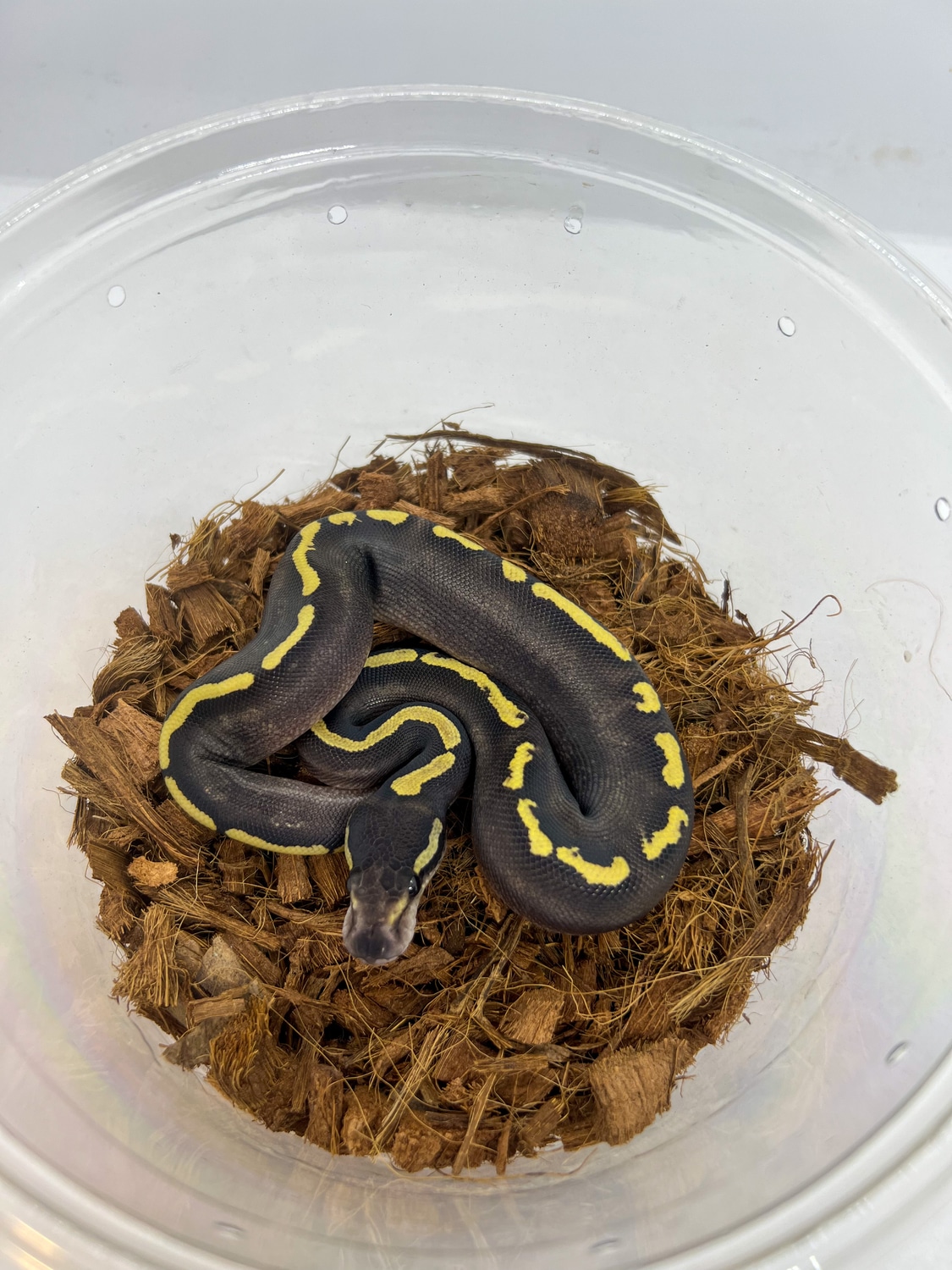 GHI Mojave YB/Gravel Ball Python by Bad Apple Snakes - MorphMarket