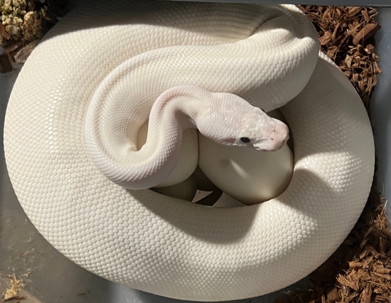 Ivory *Proven* Ball Python by Bad Apple Snakes
