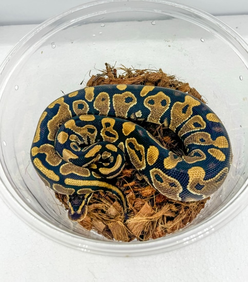 Gravel / Yellowbelly Ball Python by Bad Apple Snakes