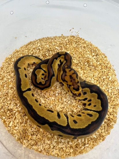 Clown Group Ball Python by Bad Apple Snakes