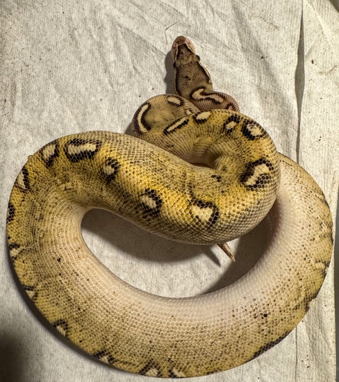 Mojave Super Gravel Ball Python by Bad Apple Snakes