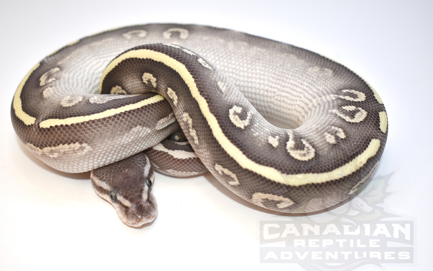 Super Phantom Ball Python by Canadian Reptile Adventures - MorphMarket