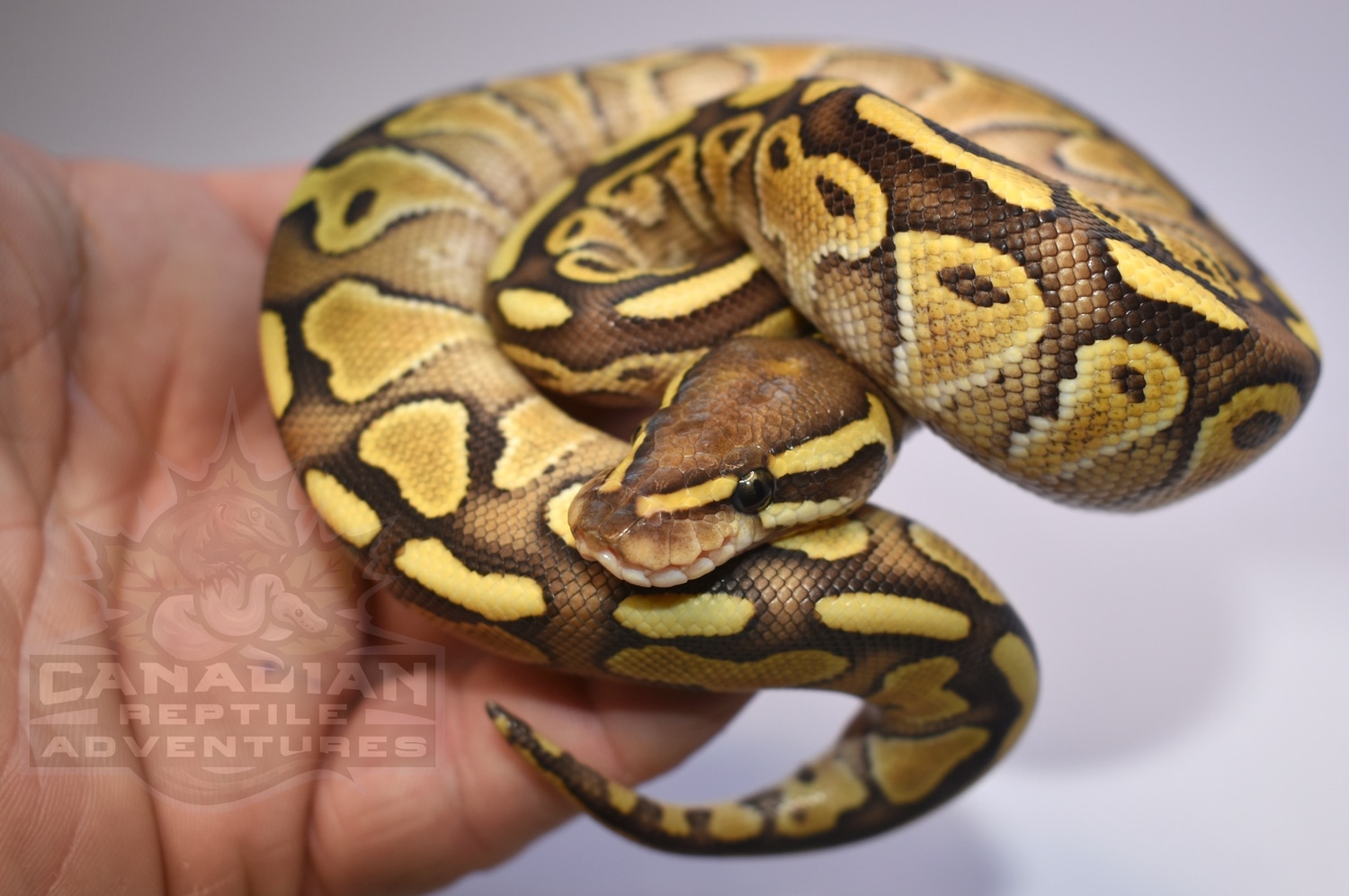 Butter YB 50% Het Hypo Ball Python by Canadian Reptile Adventures ...