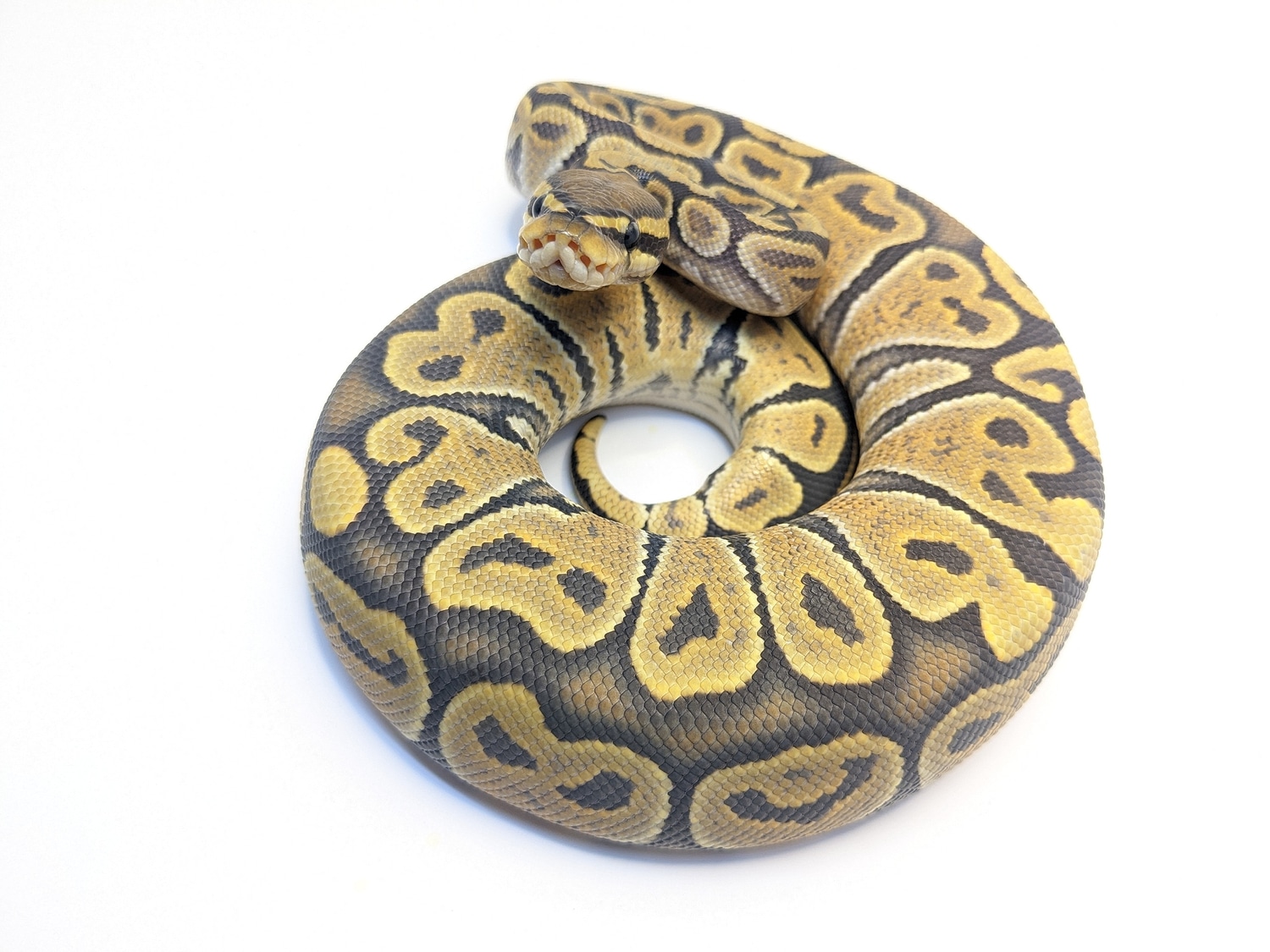 Hypo Ball Python by Canadian Reptile Adventures - MorphMarket