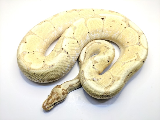 Banana Bee - PB Ball Python by Canadian Reptile Adventures