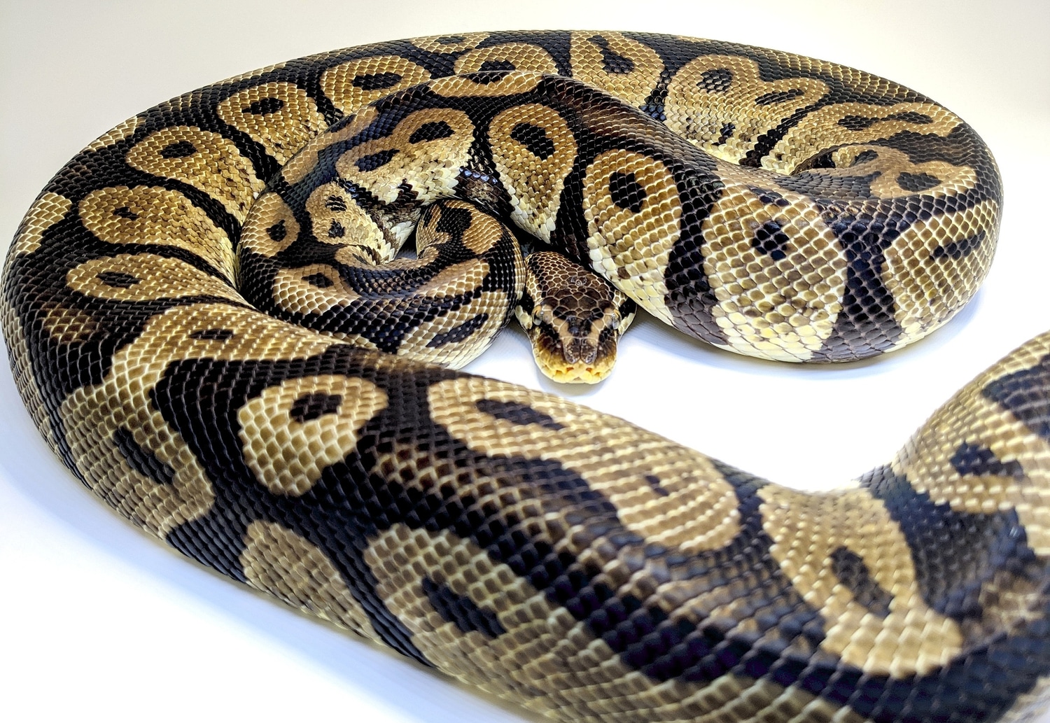 Pastel X Het. Hypo - Proven Breeder Ball Python by Canadian Reptile ...