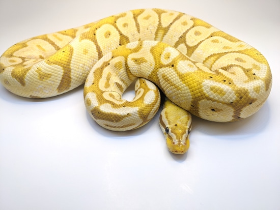 RTB Banana Pastel Ball Python by Canadian Reptile Adventures