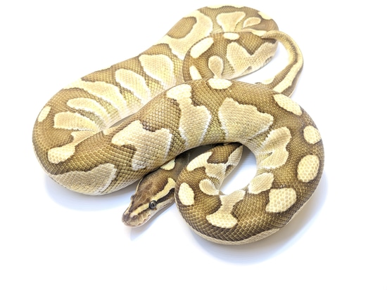 Proven Butter Ball Python by Canadian Reptile Adventures