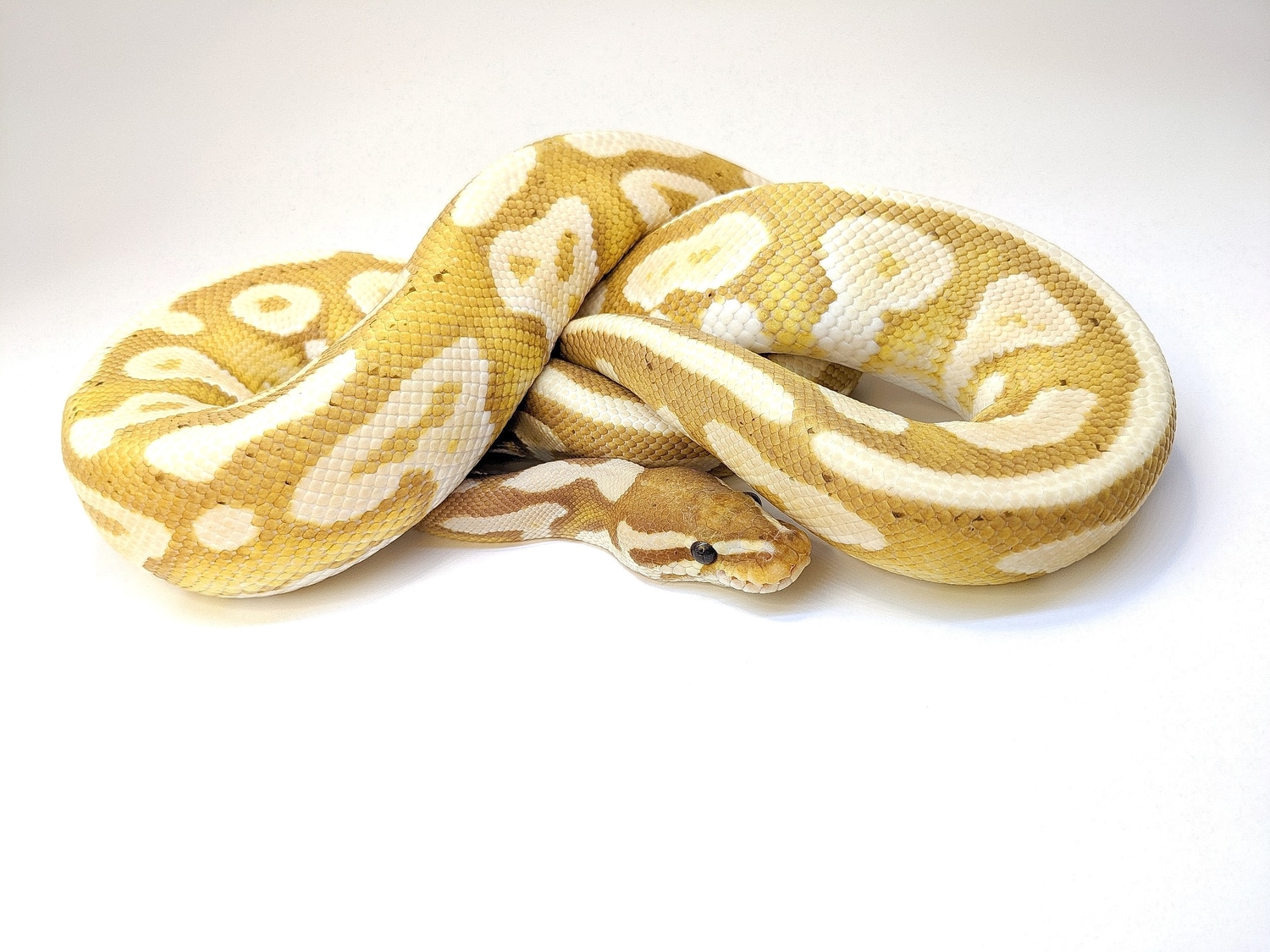 Phantom Banana PB Ball Python by Canadian Reptile Adventures - MorphMarket