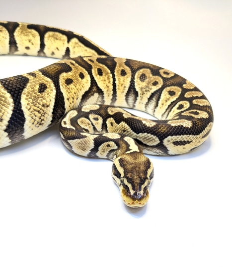 Dinker - Pos. Pastel YB Combo Ball Python by Canadian Reptile Adventures