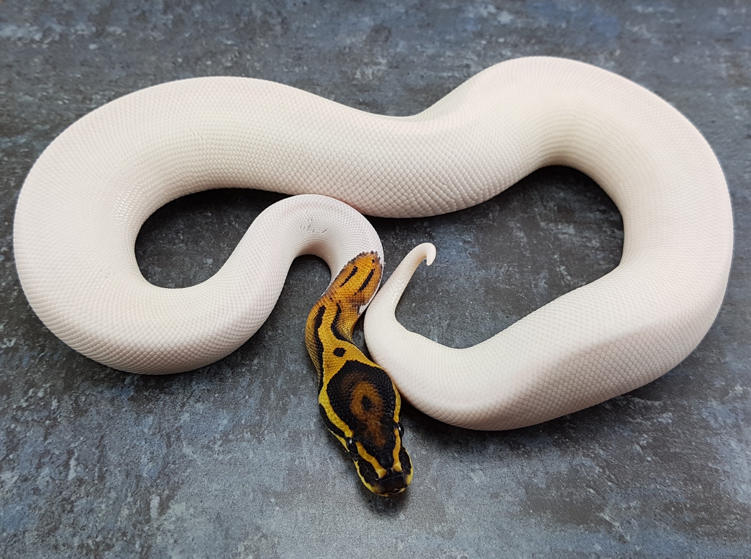 Orange Dream Pied Ball Python by Canadian Regius - MorphMarket