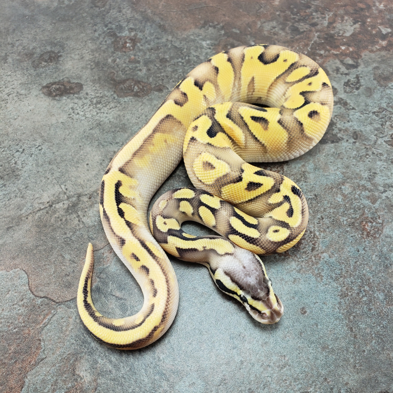 Super Orange Dream Super Pastel Yellow Belly Ball Python by Canadian ...
