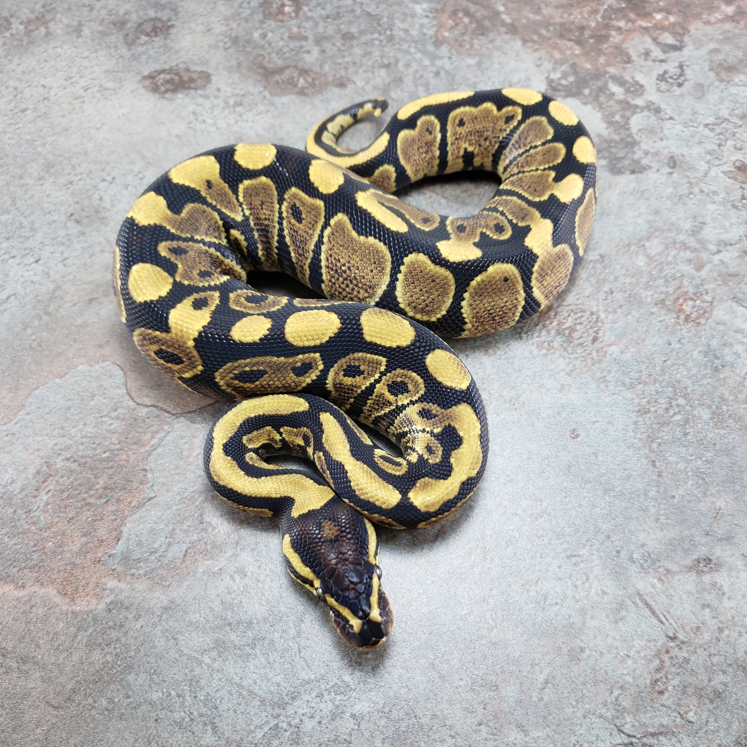 Yellow Belly Het Desert Ghost Ball Python by Canadian Regius - MorphMarket