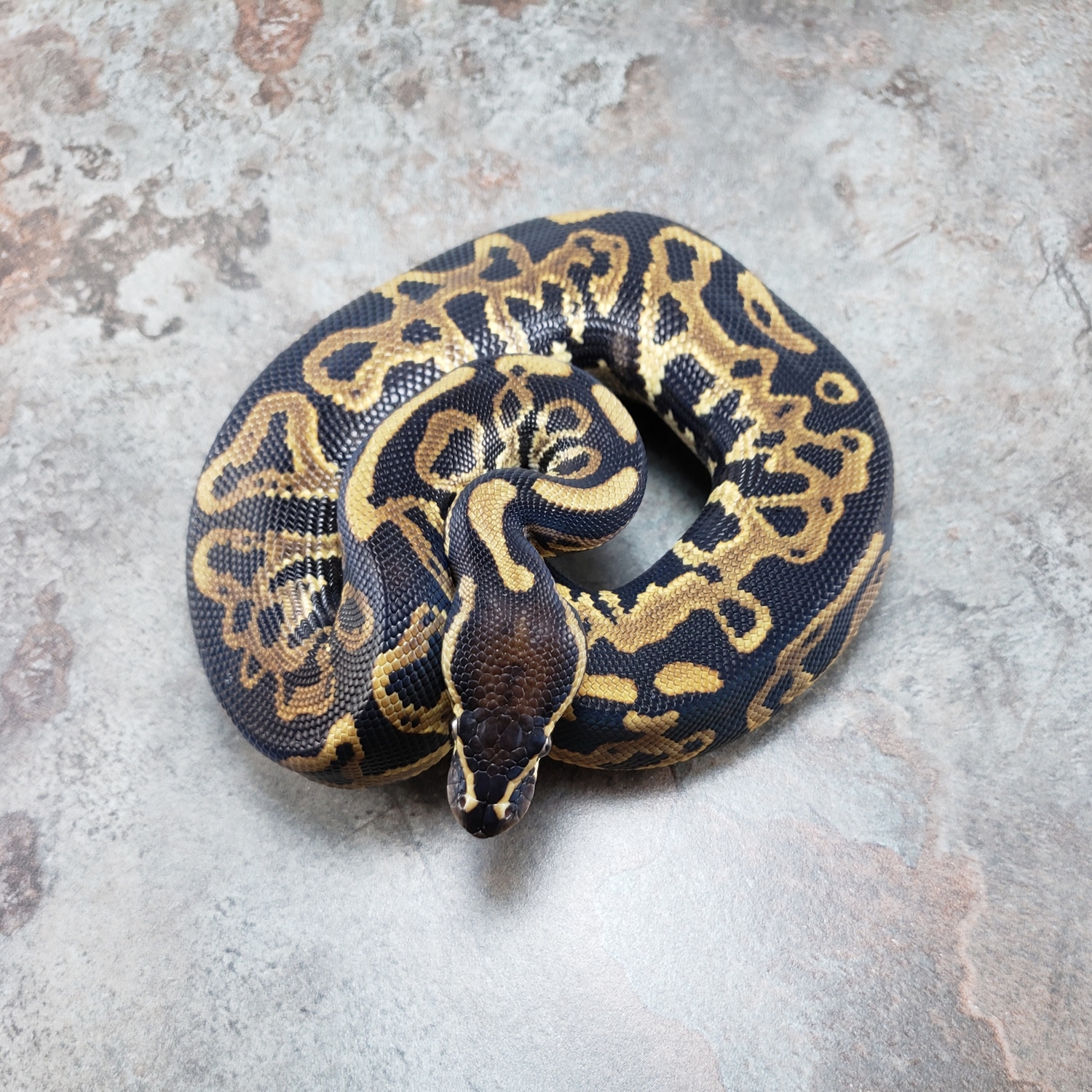 HRA Leopard Asphalt/Yellow Belly Ball Python by Canadian Regius ...