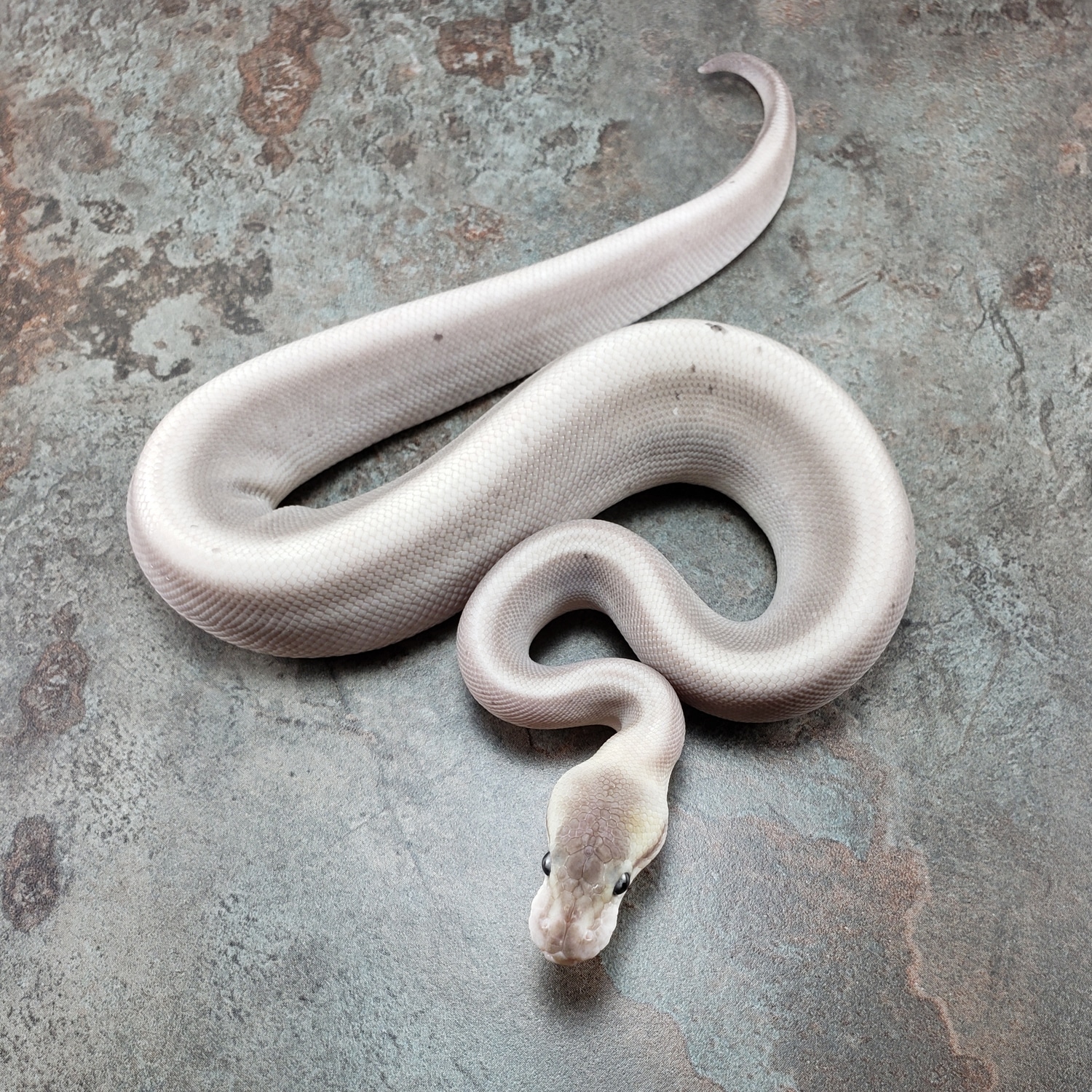 Bamboo Black Pastel Cinnamon Ball Python by Canadian Regius - MorphMarket