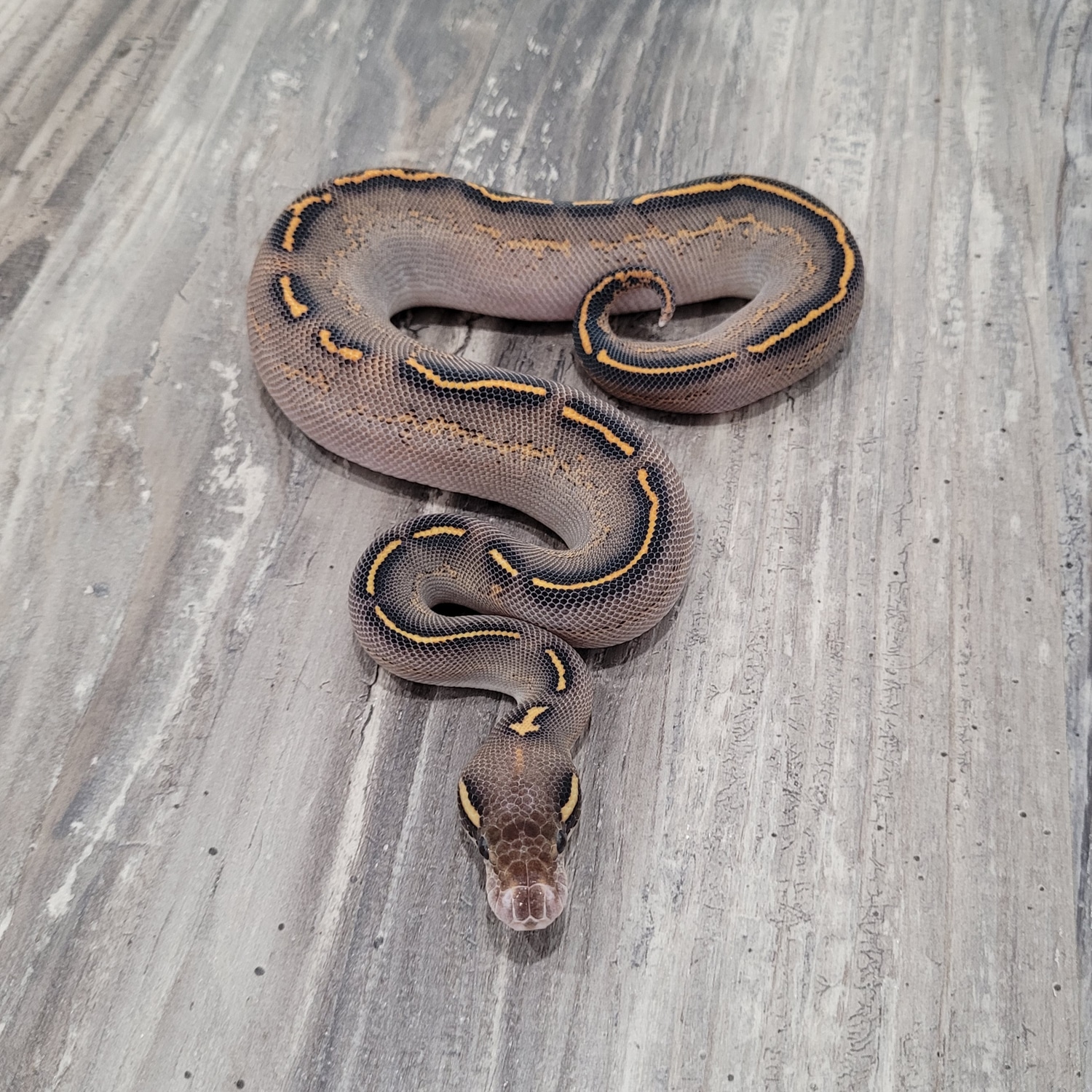 Black Pastel Freeway Ball Python by Canadian Regius - MorphMarket