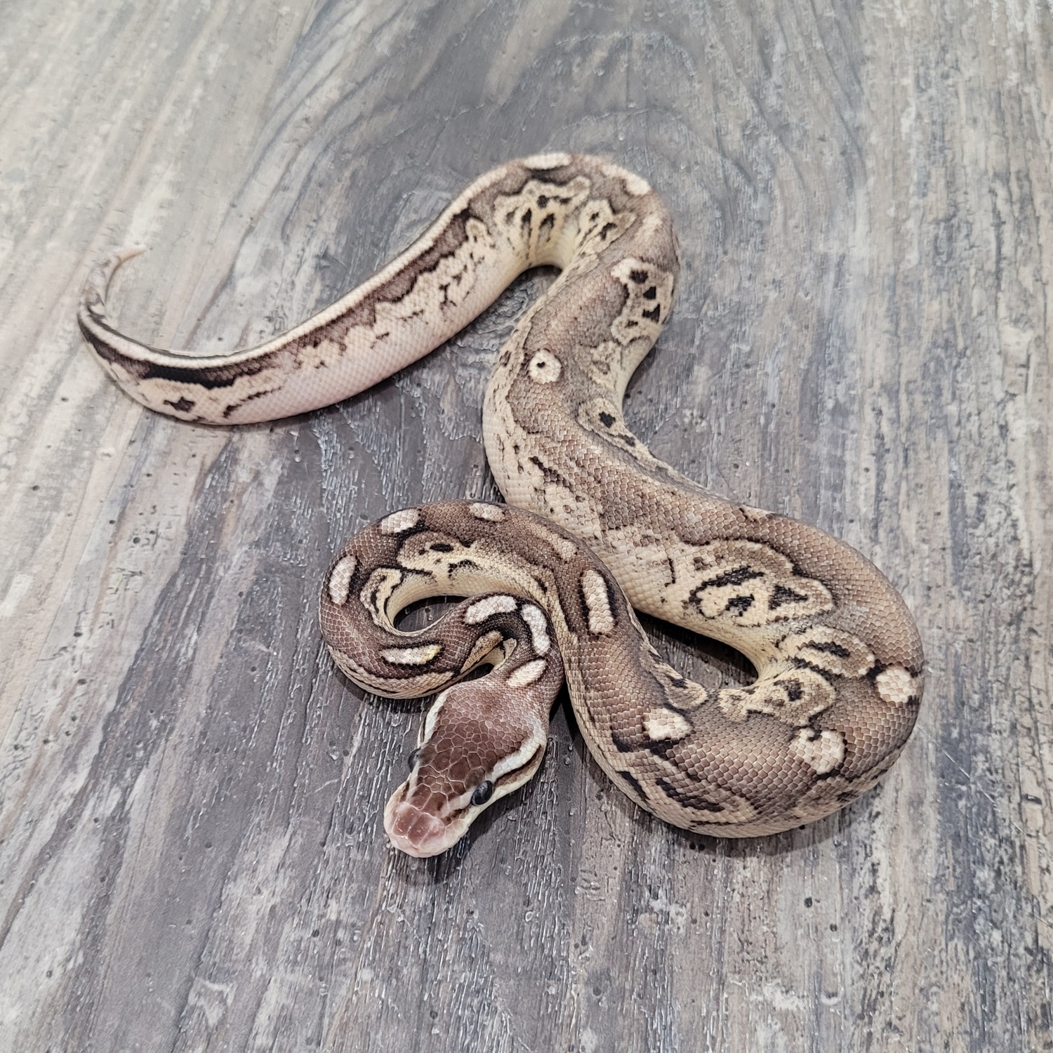 Pewter Ball Python by Canadian Regius - MorphMarket
