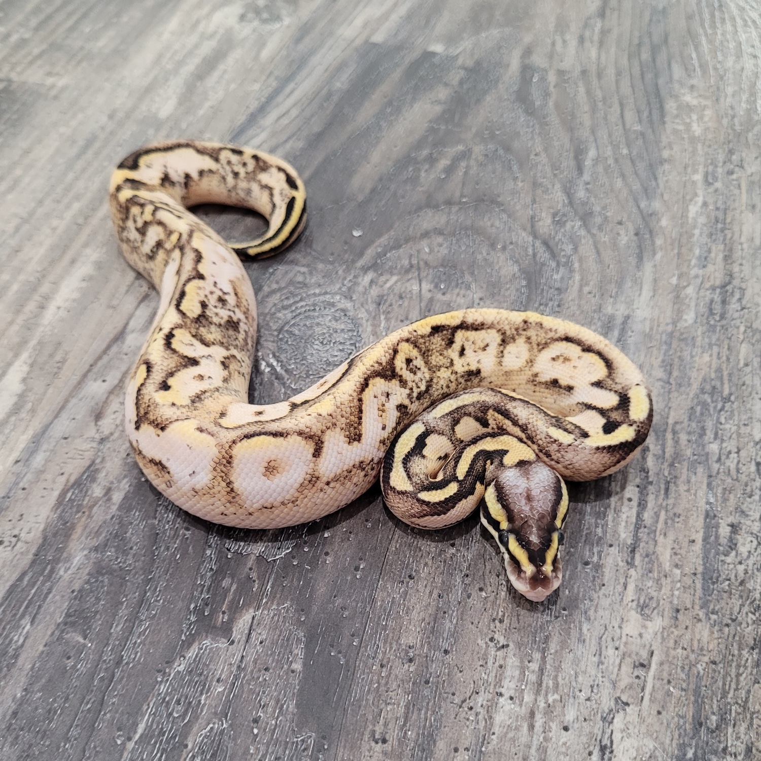 Pastel Sugar Ball Python by Canadian Regius - MorphMarket