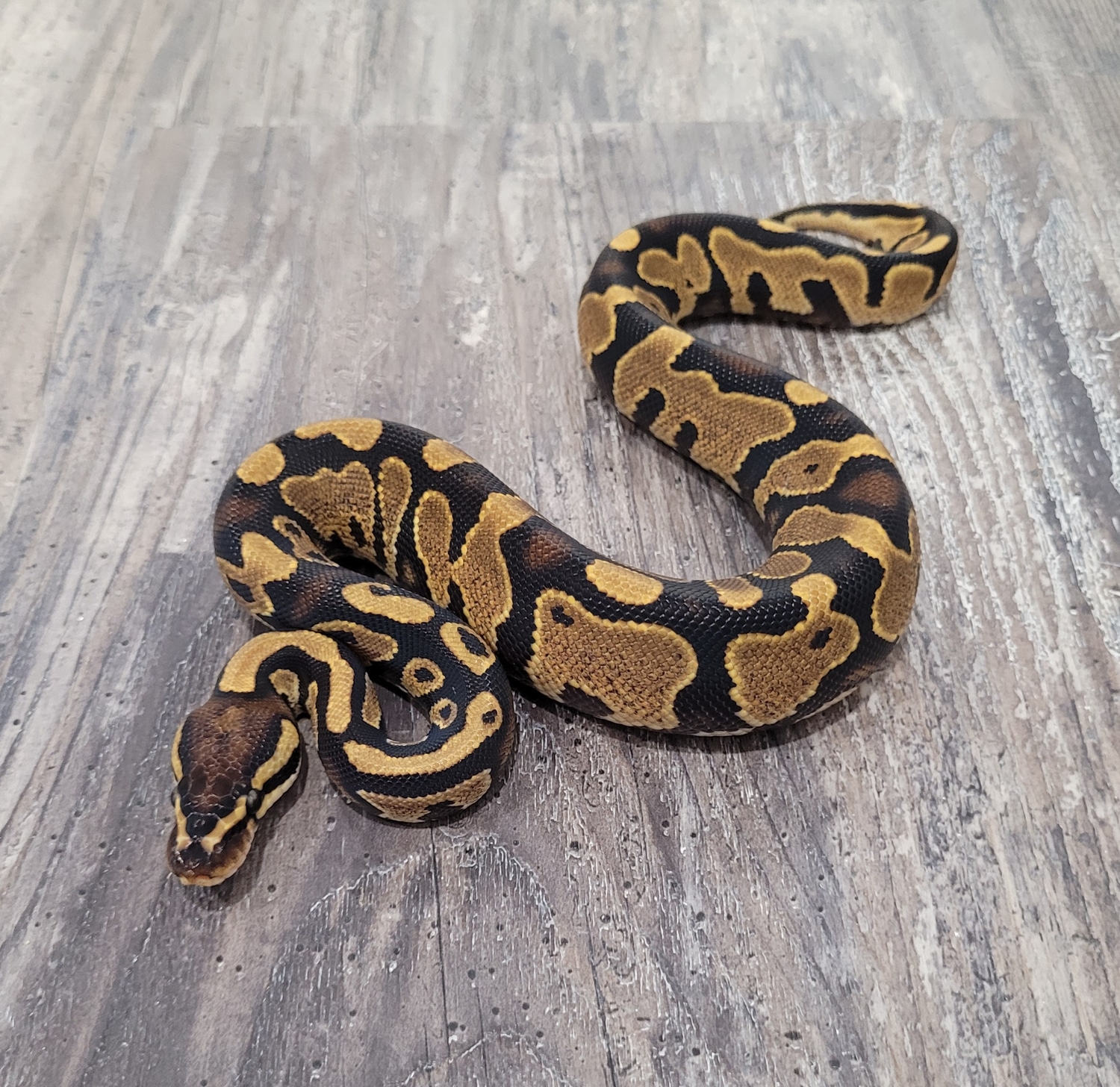 Yellowbelly Het Monarch Pied Ball Python by Canadian Regius - MorphMarket