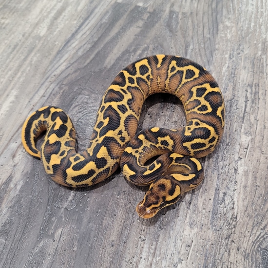 Leopard Freeway Poss Het Hypo Ball Python by Canadian Regius