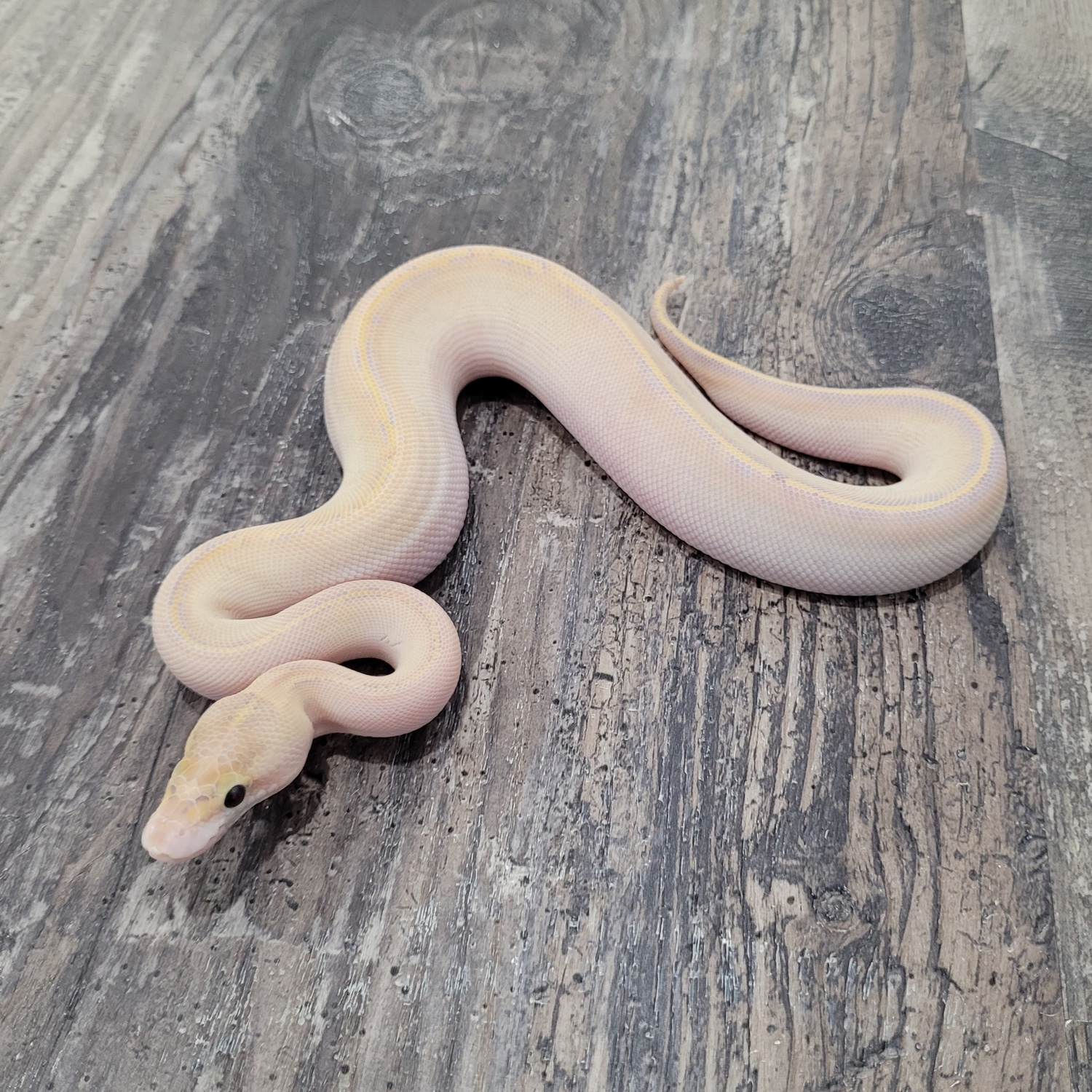 Ivory Poss Het Hypo Ball Python by Canadian Regius - MorphMarket