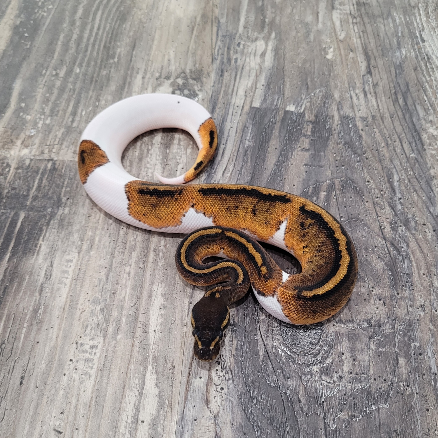 Blackhead Pied Ball Python by Canadian Regius - MorphMarket