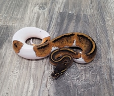 Blackhead Pied Ball Python by Canadian Regius - MorphMarket