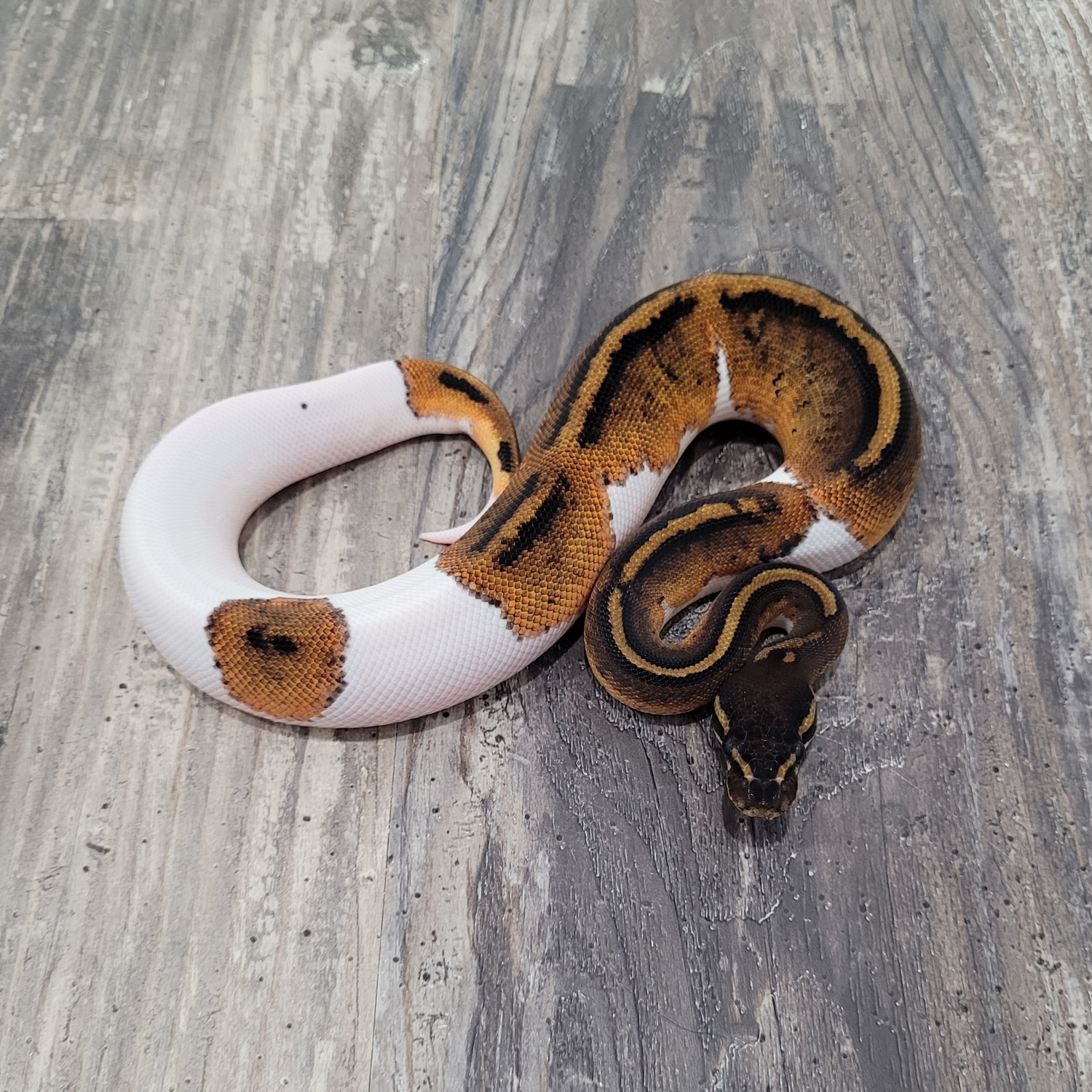 Blackhead Pied Ball Python by Canadian Regius - MorphMarket