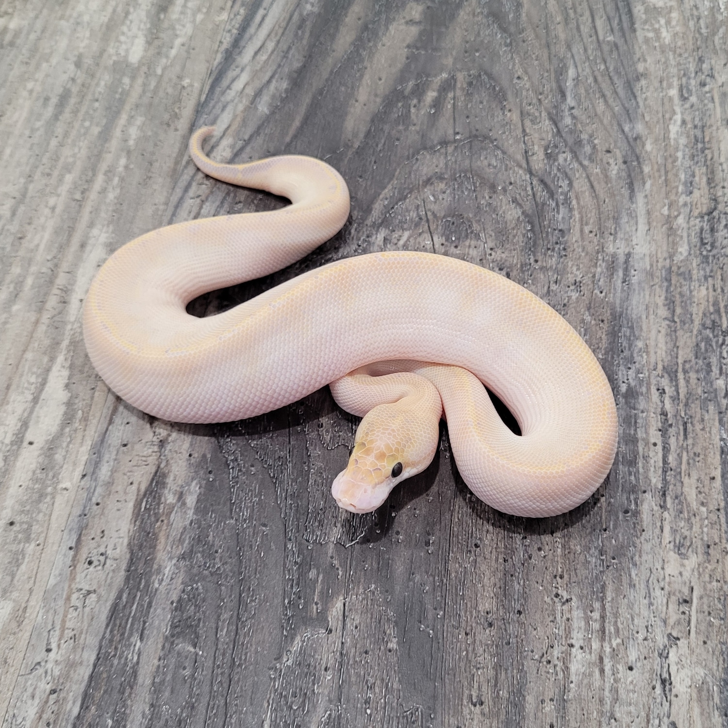 Hurricane Ivory Poss Het Clown Ball Python by Canadian Regius - MorphMarket