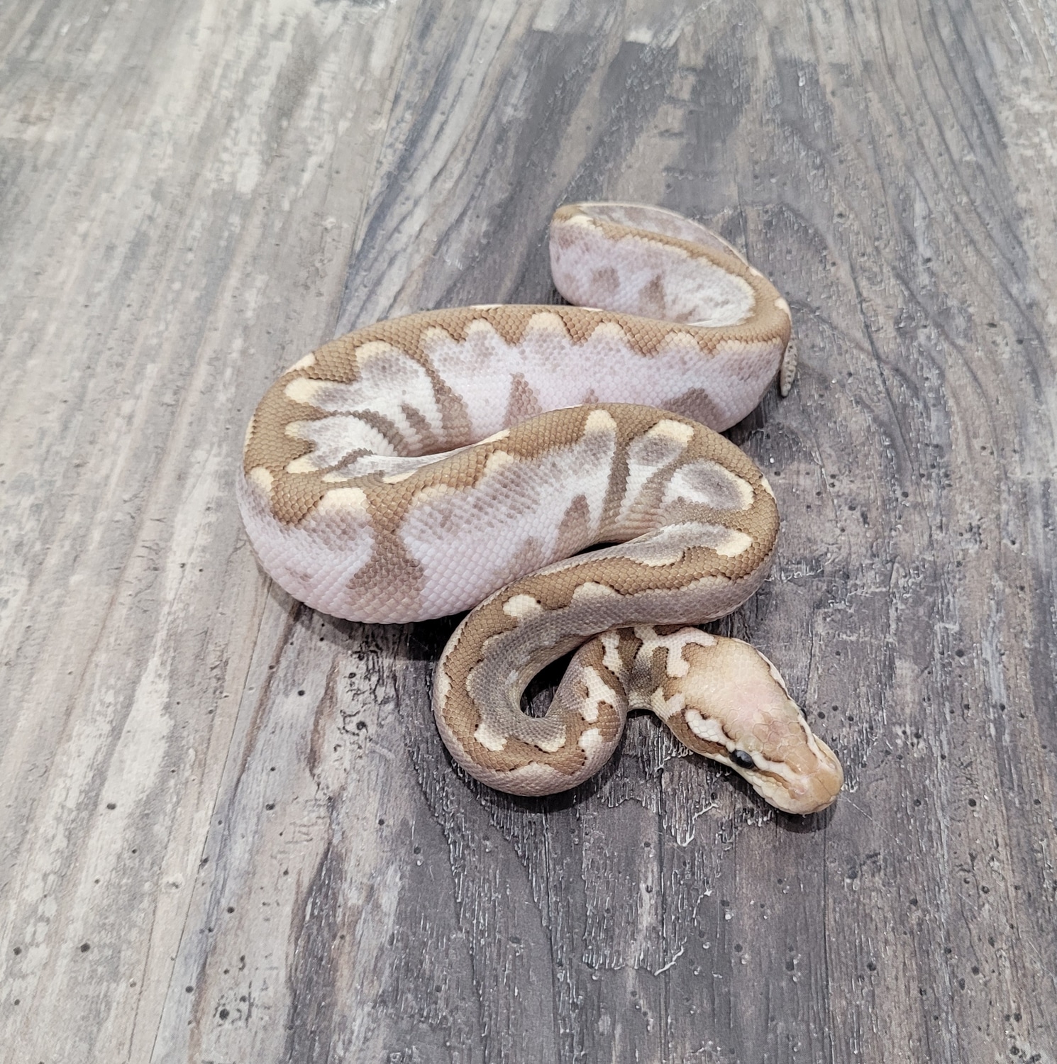 Bamboo Pastel Sugar Ball Python by Canadian Regius - MorphMarket