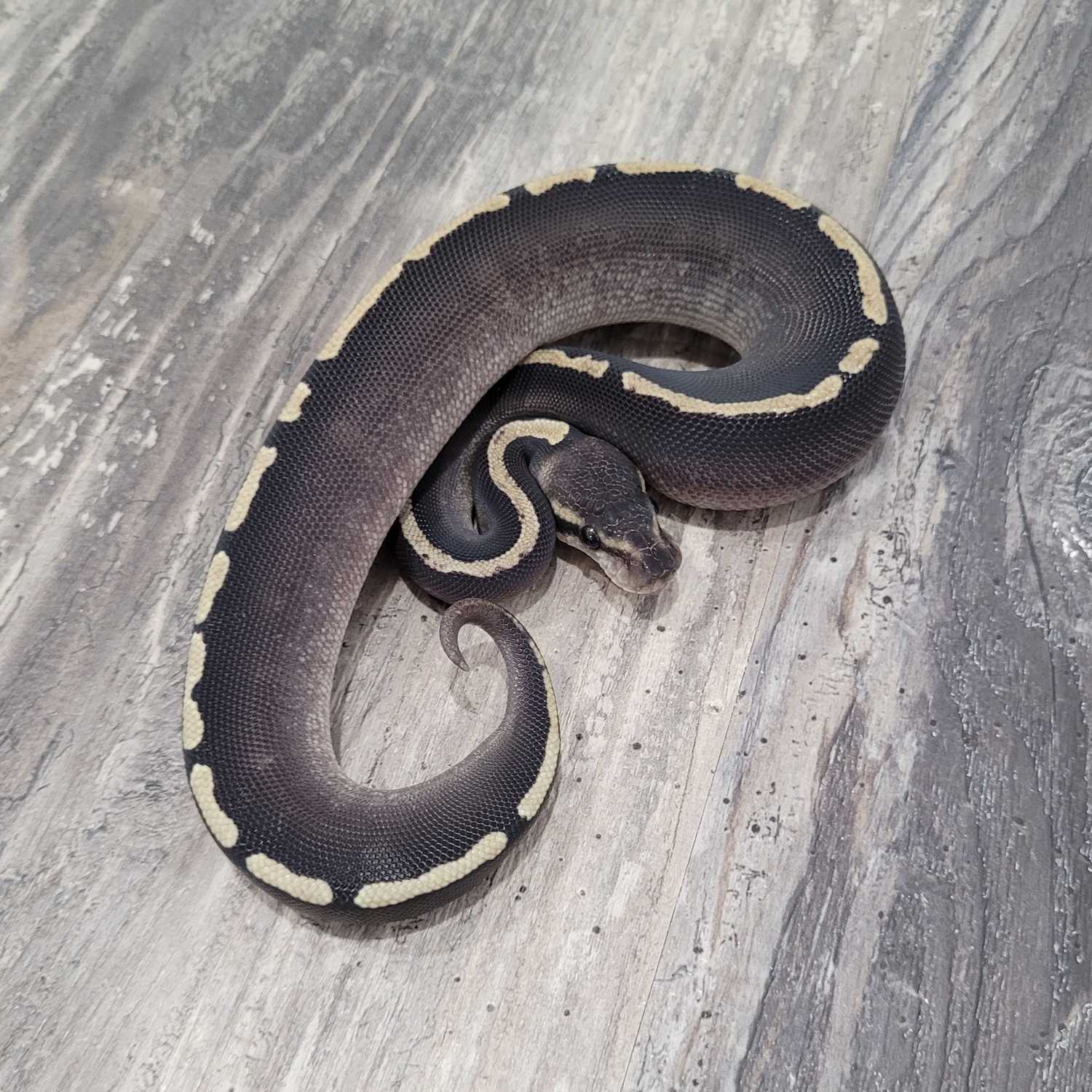 Chocolate GHI Mojave Het Hypo Ball Python by Canadian Regius - MorphMarket