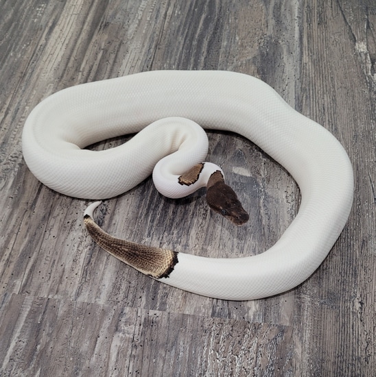 Blackhead Leopard Mojave Pied Ball Python by Canadian Regius