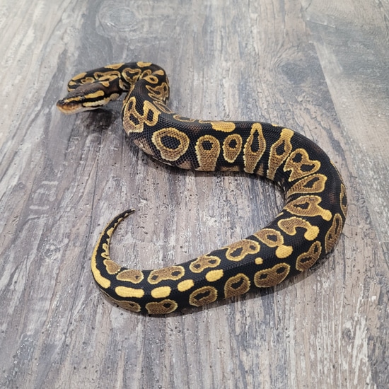 Asphalt/Yellowbelly Ball Python by Canadian Regius