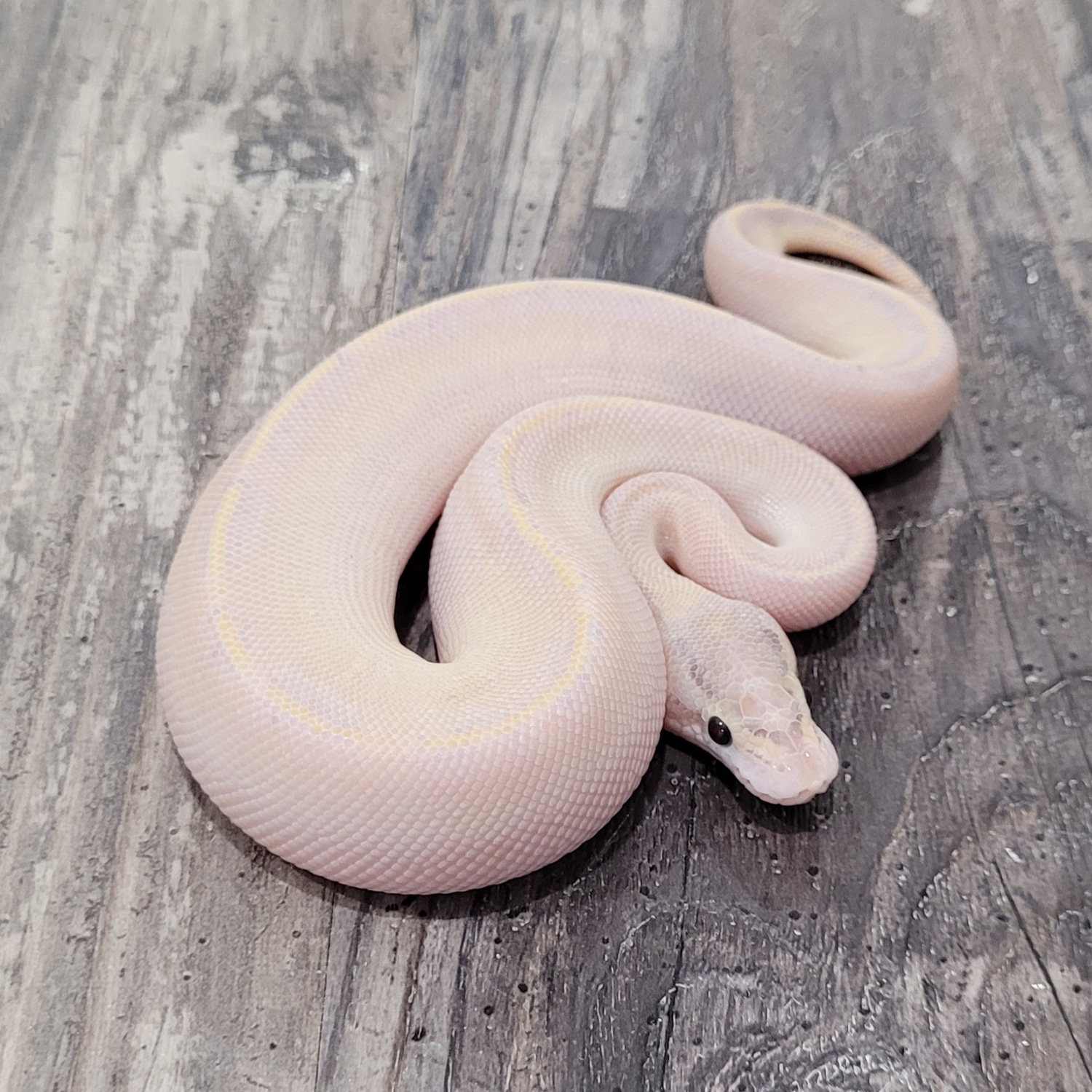 Cinnamon/HRA Ivory Ball Python by Canadian Regius - MorphMarket