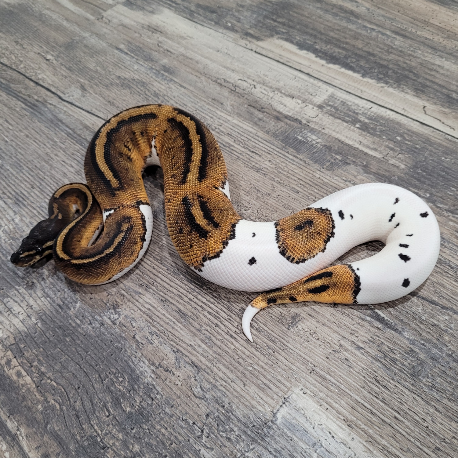 Blackhead Pied Ball Python by Canadian Regius - MorphMarket